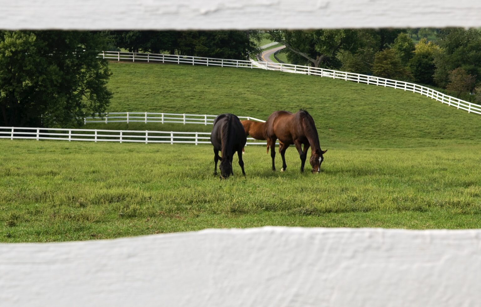 Partners for Rural Impact – Partners for Rural Impact